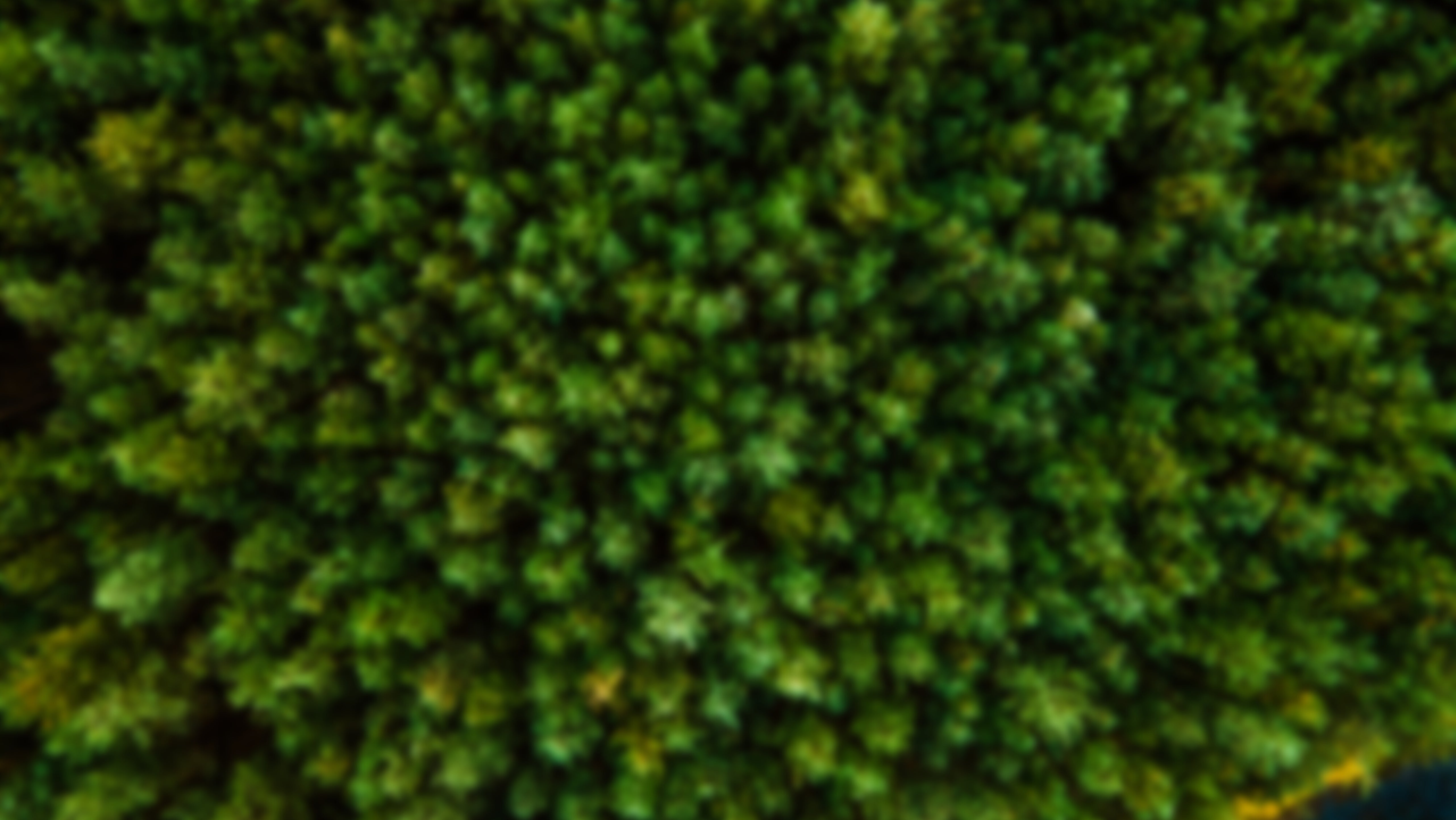 UP TO 75% OFF SITEWIDE – Forest Project