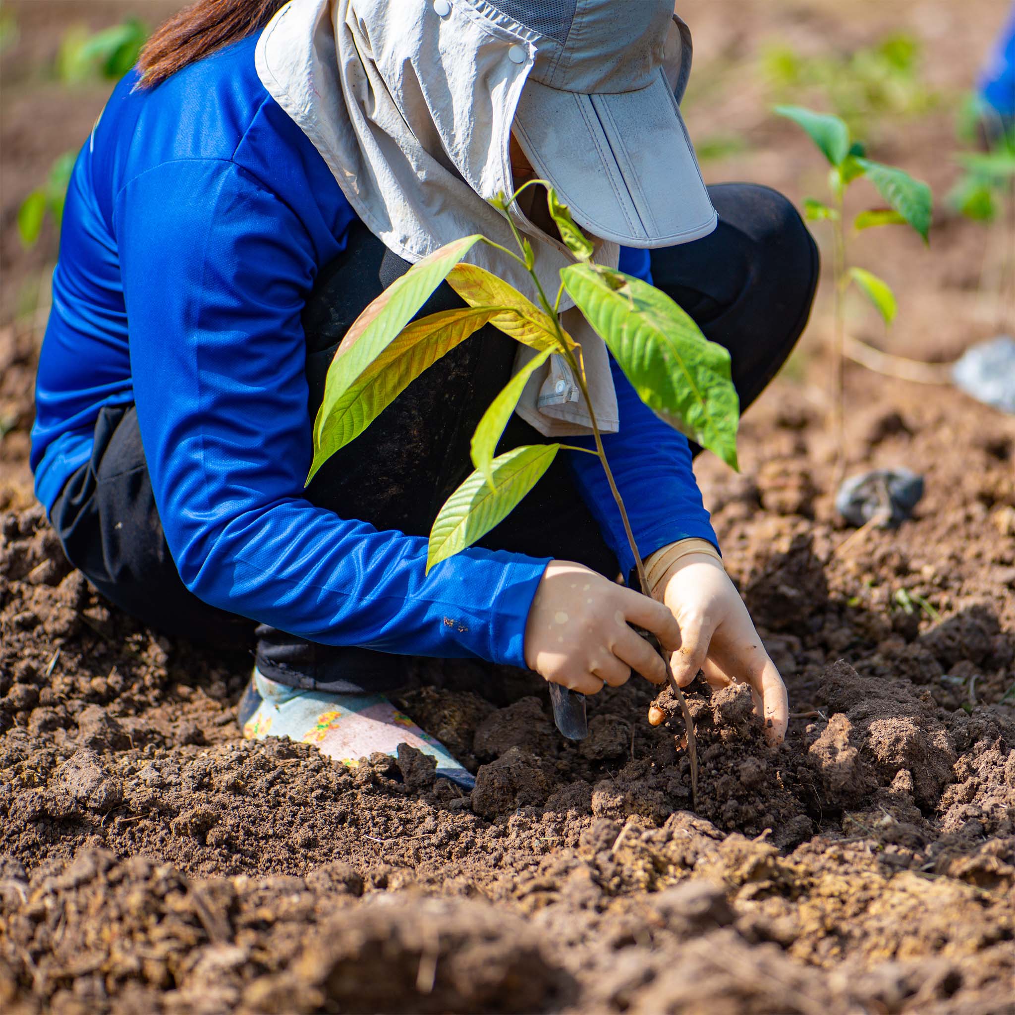 Forest Project – VIP